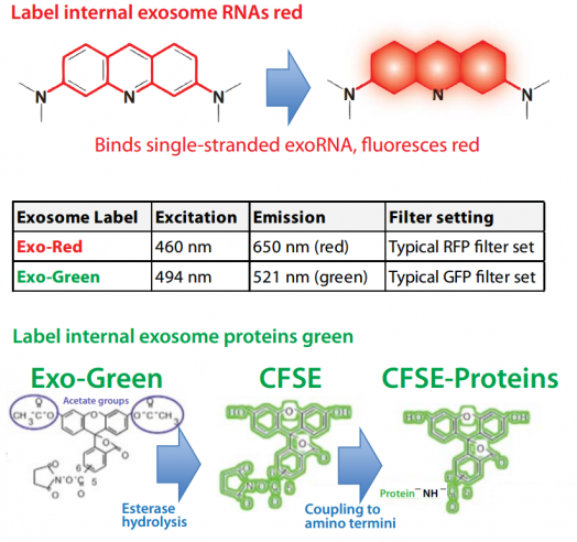 Monitor exosome cargo delivery in real-time - Exo-Glow™